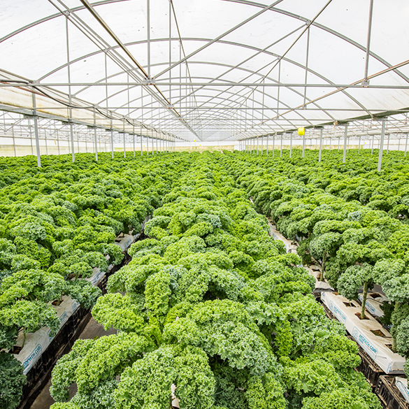 Hydro Produce | Growers & Suppliers of Australian Farmed Fresh Produce