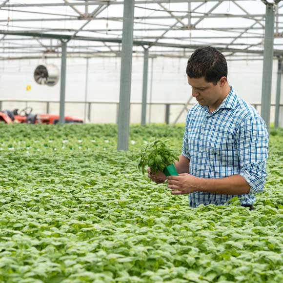john-inspects-basil-at-peats-ridge-hydroponic-farm-hydroproduce | Hydro ...