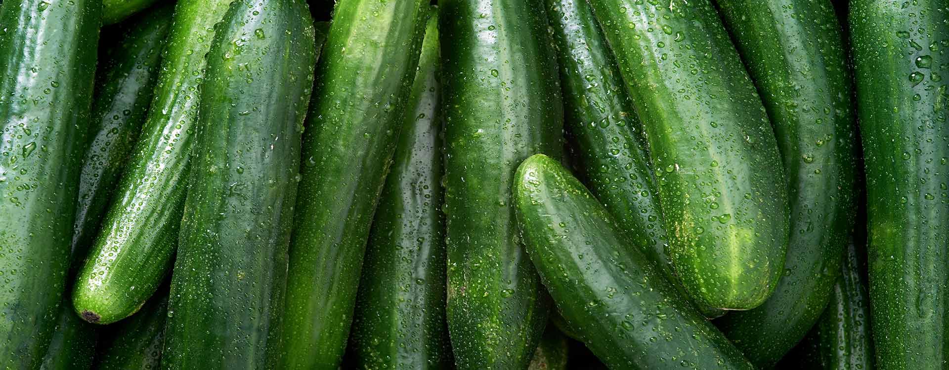 Cucumber | Fresh Grown Year Round By Hydro Produce Australia