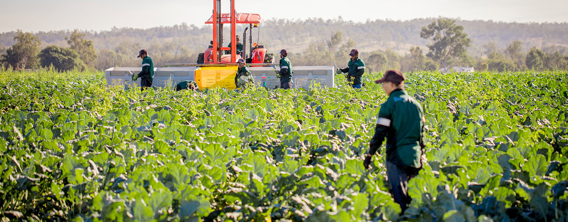 Our Story | Sustainable, Hydroponic Field Farmers - Hydro Produce