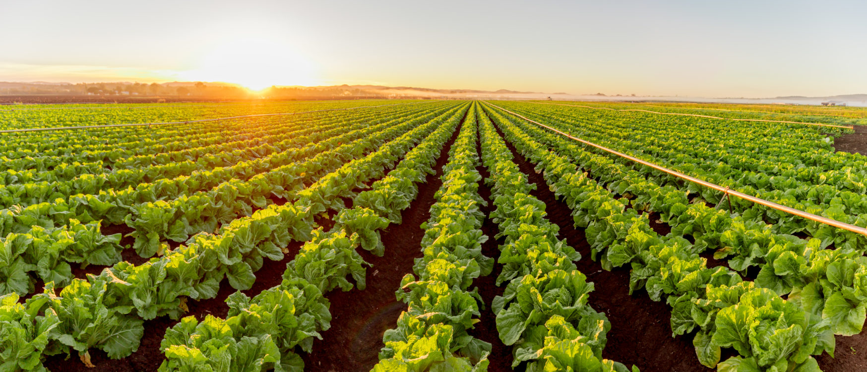 Winter Warm Up | Hydro Produce - Live Fresh!
