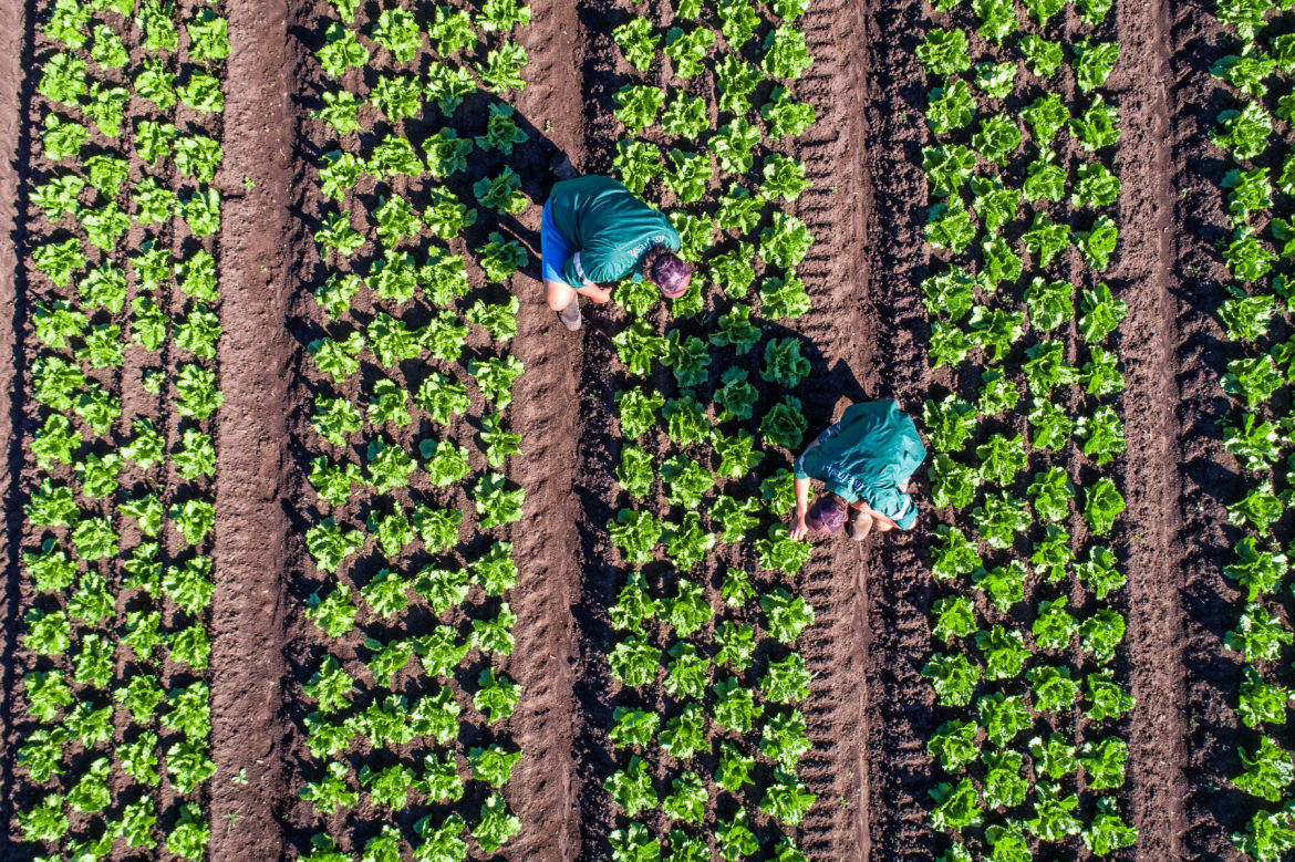 Jackwitz-Farm-1 | Hydro Produce