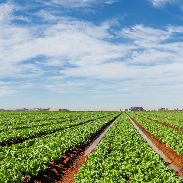 Hydro Produce | Growers & Suppliers of Australian Farmed Fresh Produce