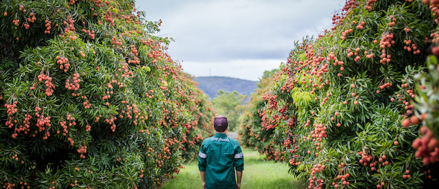 Lychee Farm | Hydro Produce