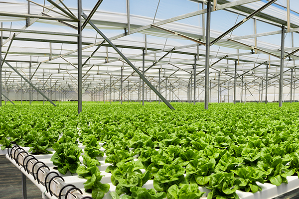 What is Hydroponics? | Hydro Produce