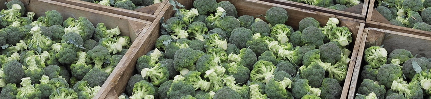 Winter Wonders - A Guide Winter Veggies | Hydro Produce