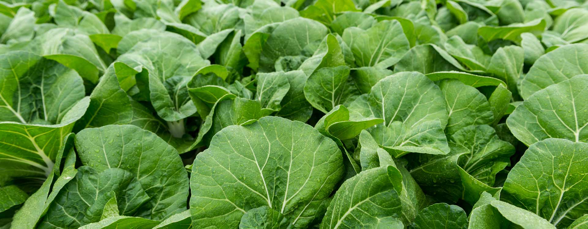 Asian Greens | Fresh Grown Year Round By Hydro Produce Australia