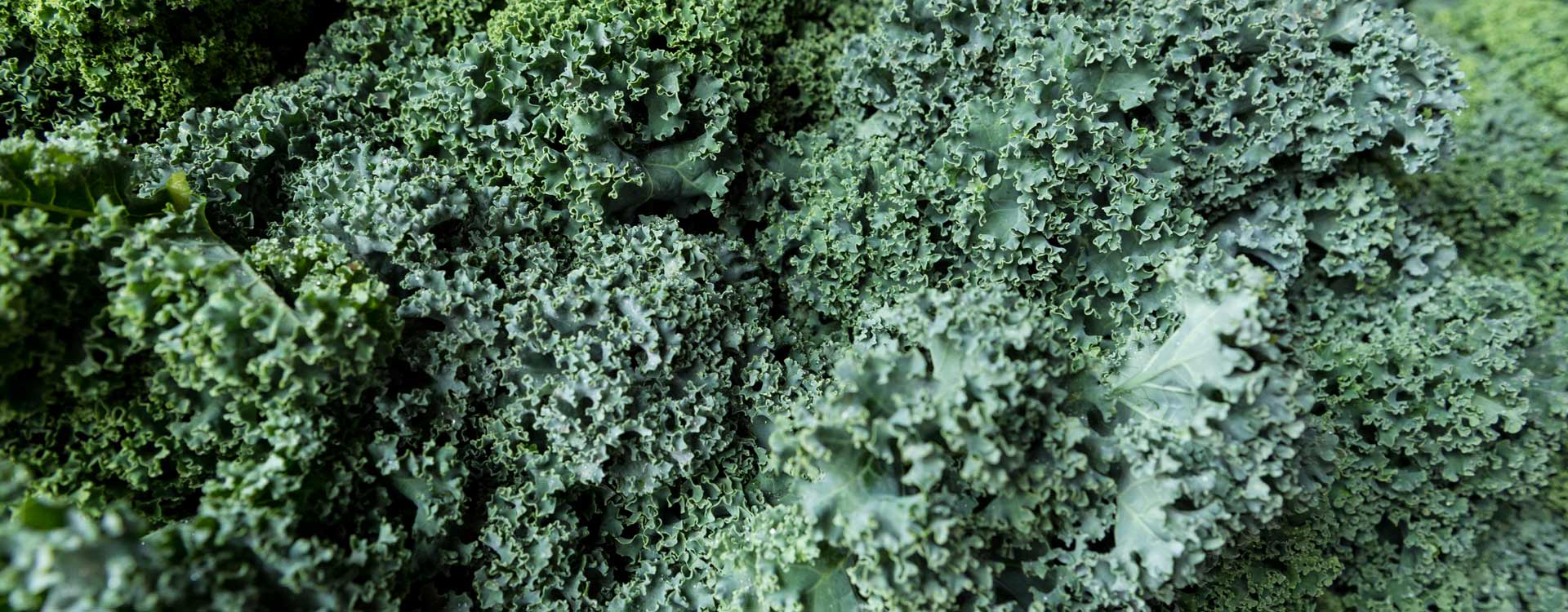 Kale Varieties | Fresh Grown Year Round By Hydro Produce Australia