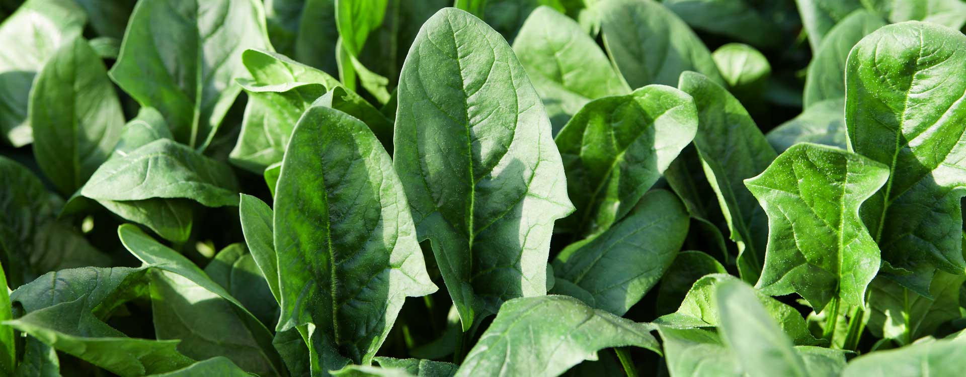 Leafy Greens | Fresh Grown Year Round By Hydro Produce Australia
