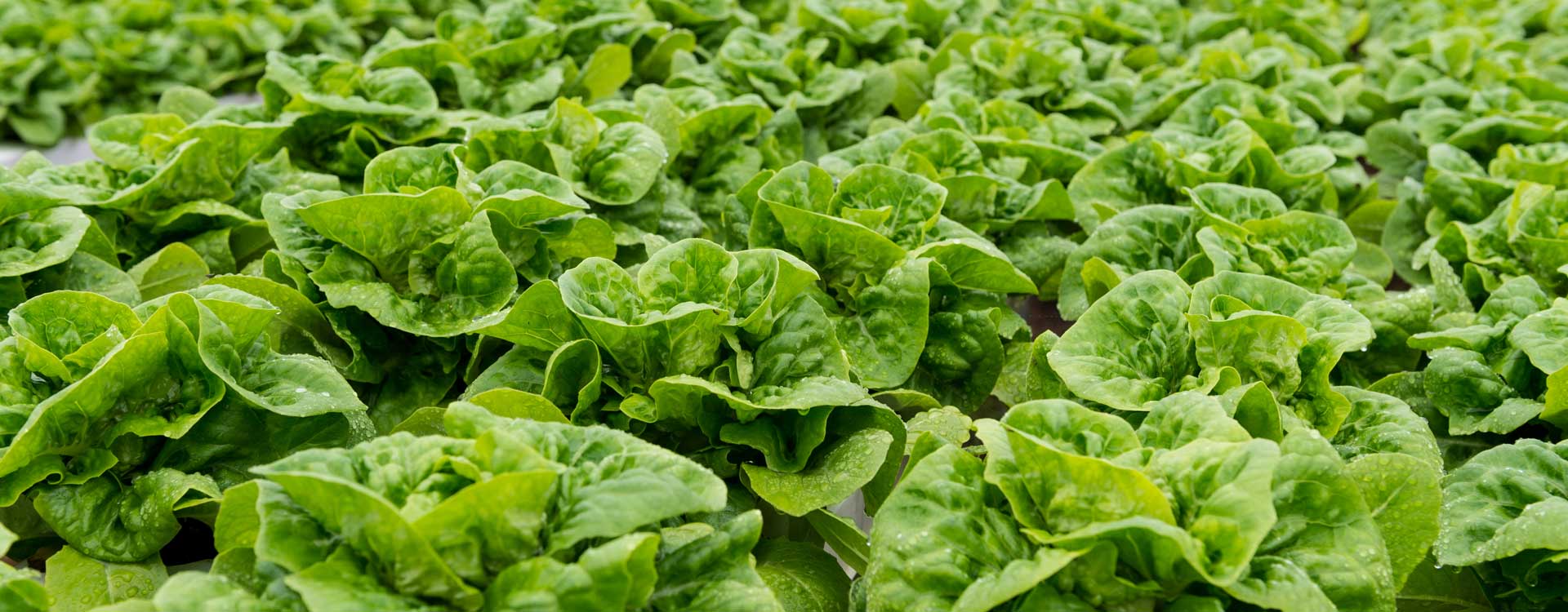 Lettuce | Fresh Grown Year Round By Hydro Produce Australia