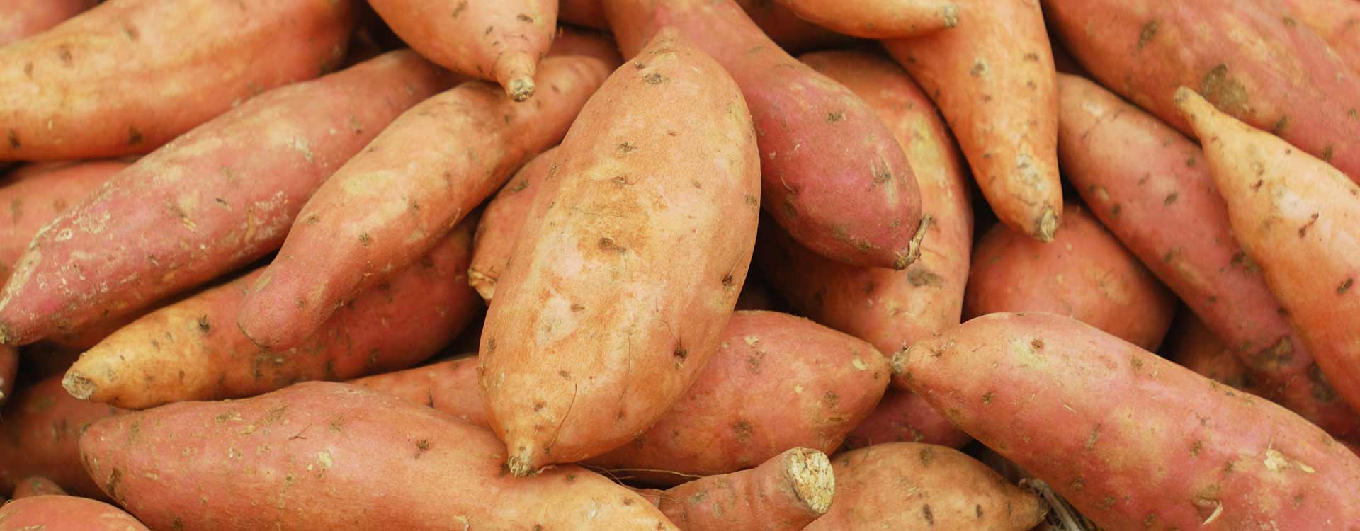 Sweet Potato | Fresh Grown Year Round By Hydro Produce Australia
