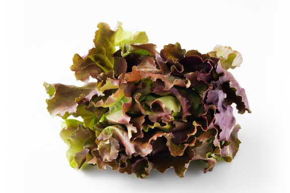 fresh-grown-mignonette-lettuce-suppliers-wholesalers-hydro-produce ...