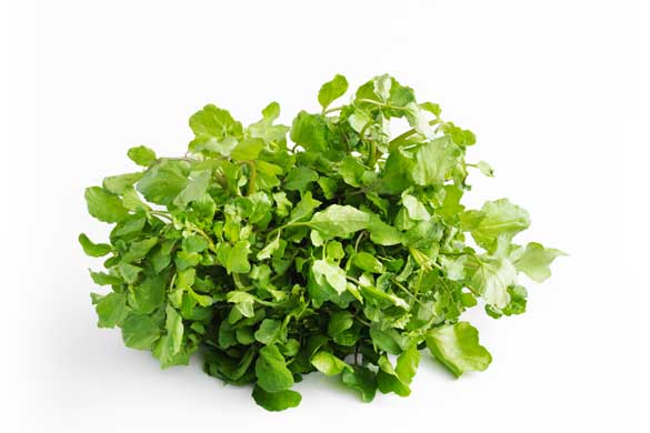 fresh-grown-watercress-suppliers-wholesalers-hydro-produce-australia ...