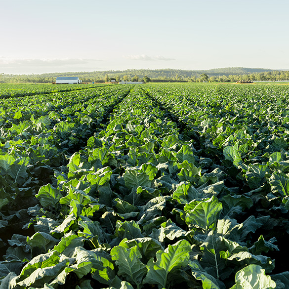 winter-farm-cauliflower-field | Hydro Produce
