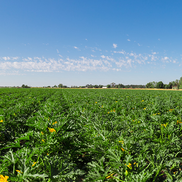Hydro Produce | Growers & Suppliers of Australian Farmed Fresh Produce